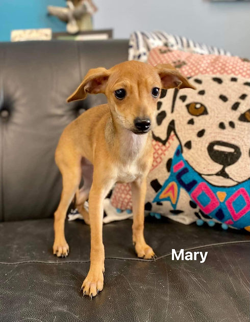 Adoptable Dogs | Pawfect Life Rescue