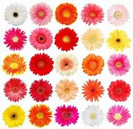 The story of the Gerbera…
