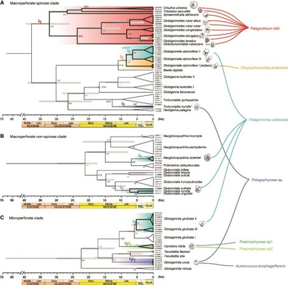 New Paper on the evolution of foraminifera