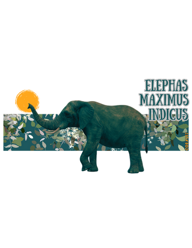 Elephas | Thoth Designs