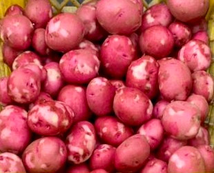 25 lb Red Potatoes | Pemberton Valley Far