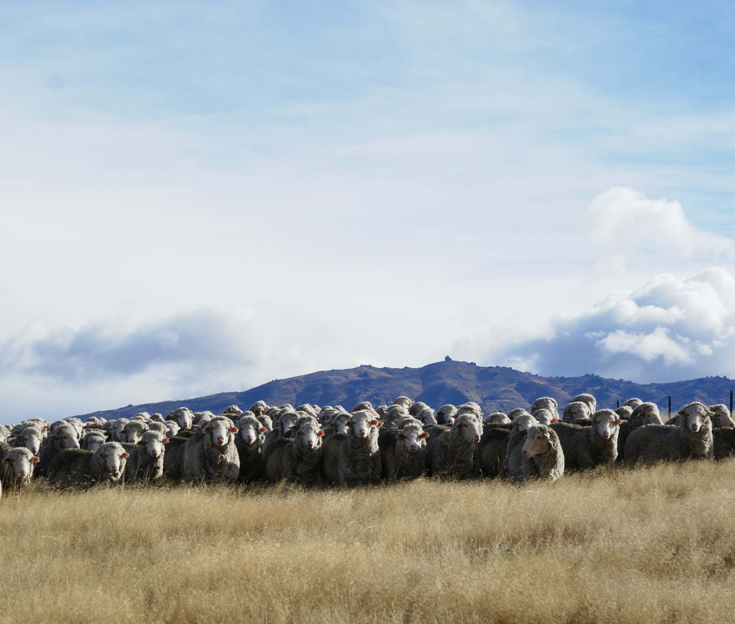 Merino New Zealand | M In A Diamond Merino - Leaning Rock Station