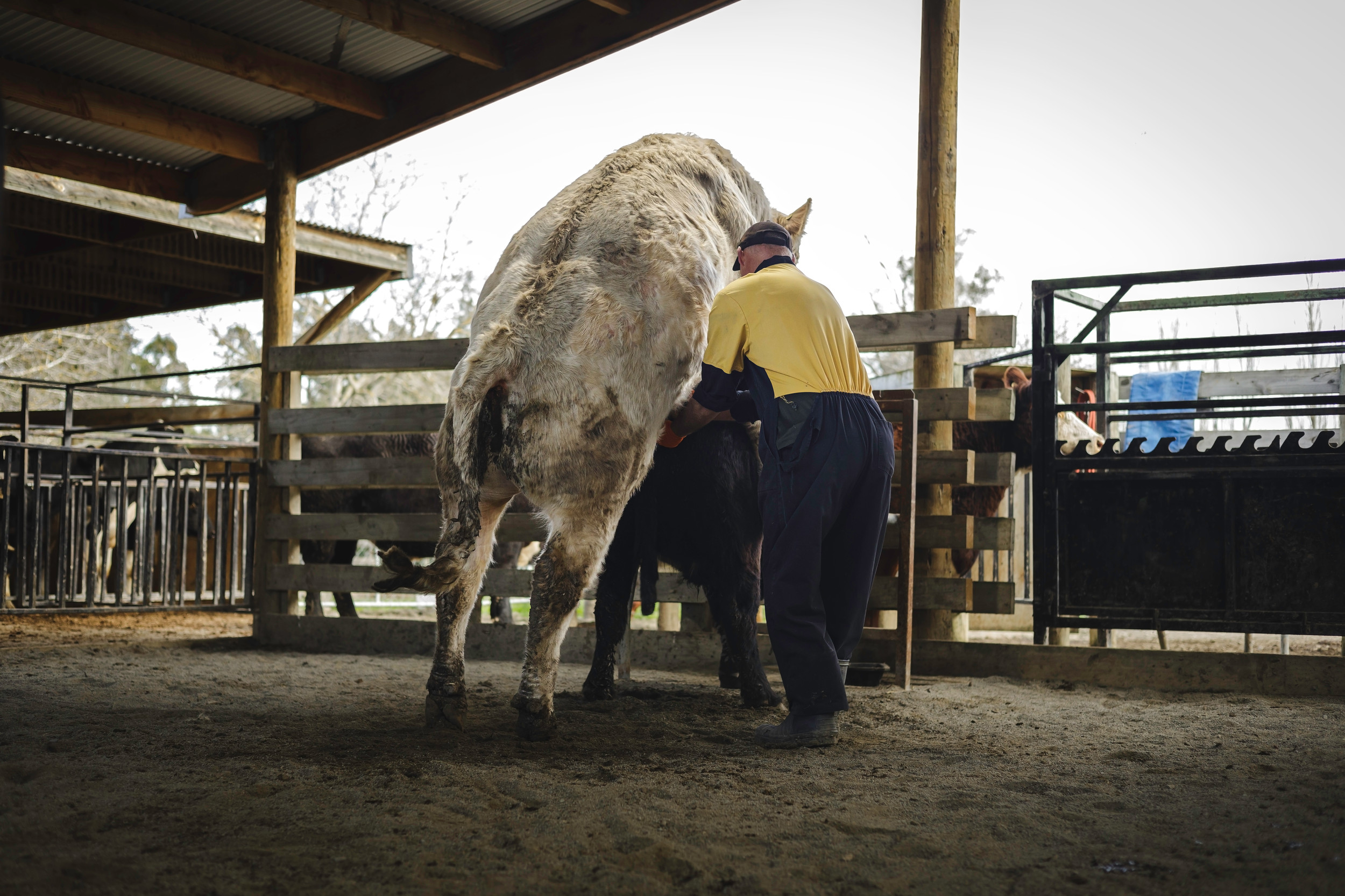 SEMEN COLLECTION | Xcell Breeding | animal breeding services for cattle ...