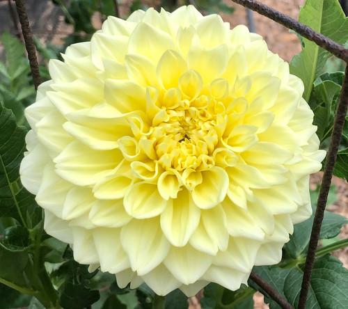 Brielle Wedding Flowers Second Payment | Sterling Organic Farm