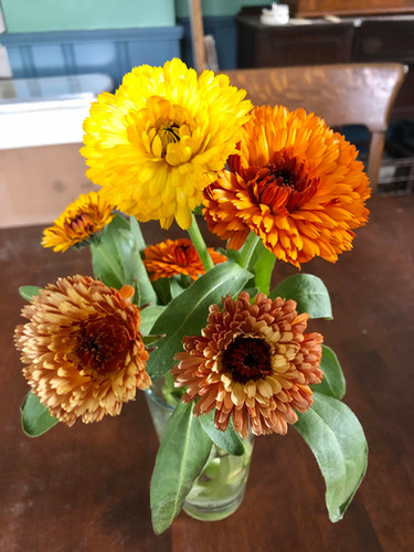Flashback Mix Calendula - 2022 Plant Sale Preorder | Sterling Organic Farm