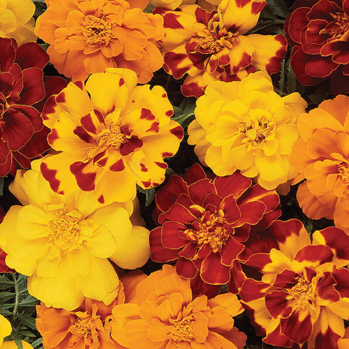 SMM - Short Mixed Marigolds - 2025 | Sterling Organic Farm