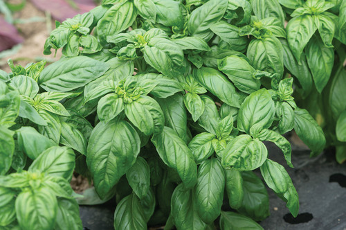 PRB - Prospera Basil - 2025 | Sterling Organic Farm