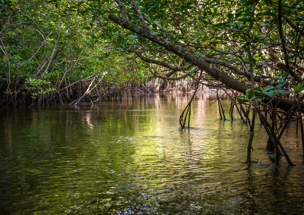 Climate Change | Everglades Foundation | United States