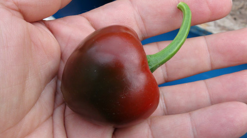 Cascabel Pepper | hrseeds