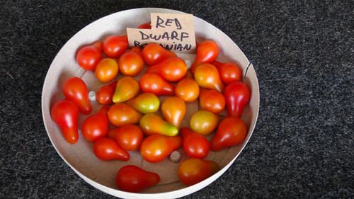 Red Dwarf Romanian Tomato | HRSeeds