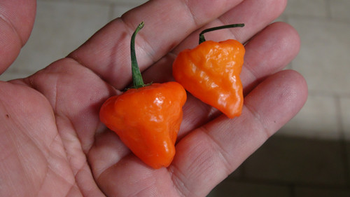 Orange Blob Pepper | hrseeds
