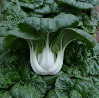 Extra Dwarf Pak Choy | HRSeeds