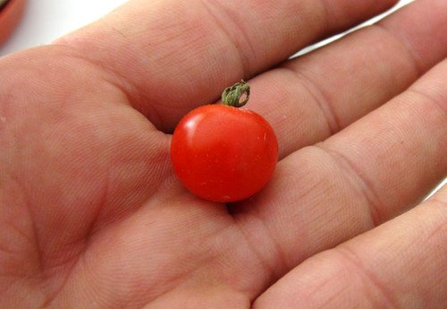 Cuatomate Wild Tomato | HRSeeds