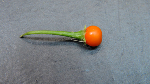 CAP 127 Pepper | hrseeds