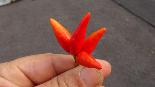 NuMex Twilight Pepper | hrseeds