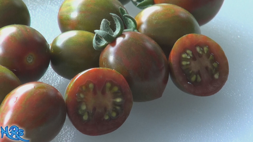 Chocolate Sprinkles Tomato | HRSeeds