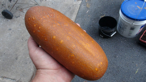 Poona Kheera Cucumber | hrseeds