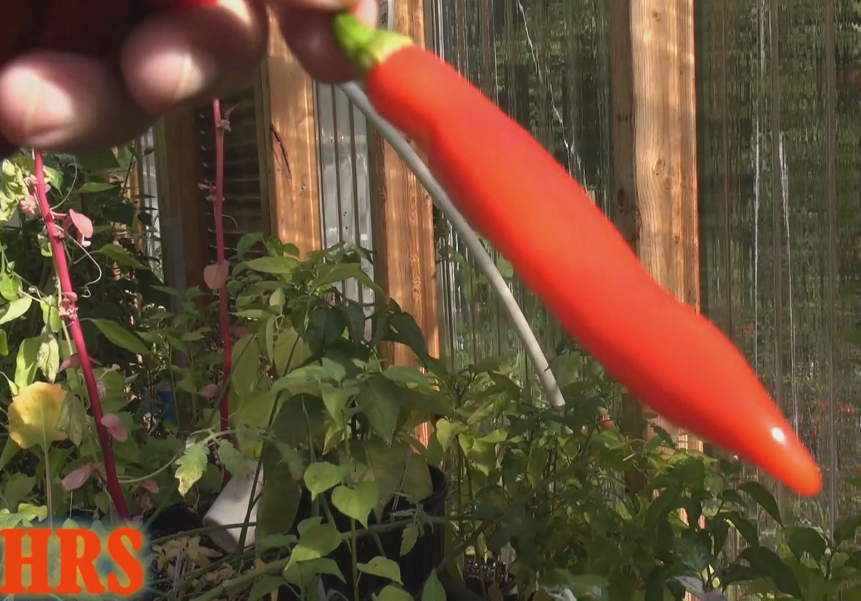 Goat Horn Pepper | HRSeeds