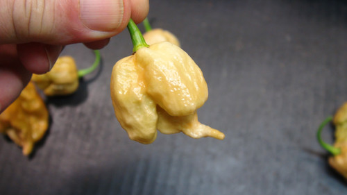 Golden Carolina Reaper Pepper | hrseeds
