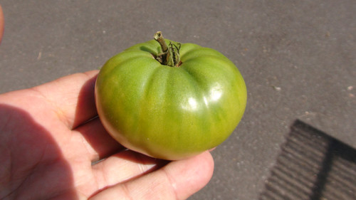 Dwarf Parfait Tomato | HRSeeds