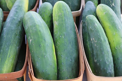 Straight Eight Cucumber | hrseeds