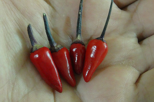 Explosive Ember Pepper | hrseeds