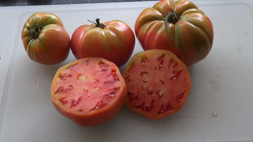 Russian Rose Tomato | hrseeds