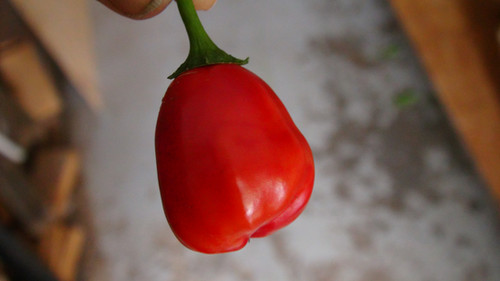 Earbob Pepper | HRSeeds