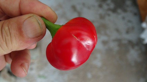 Large Hot Cherry Pepper | hrseeds
