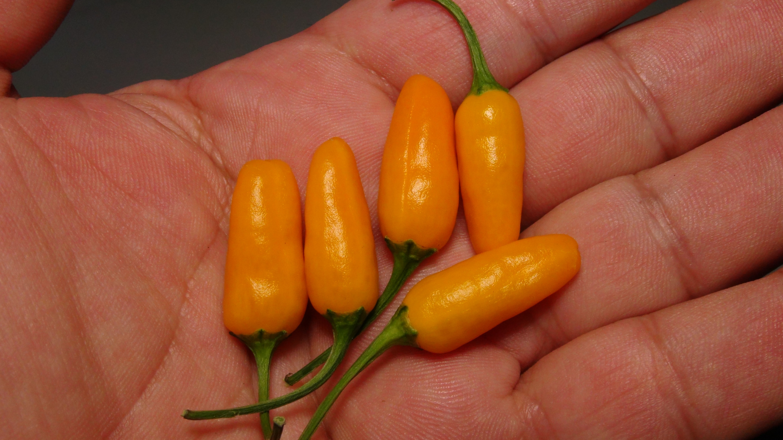 Short Yellow Tabasco Pepper | HRSeeds