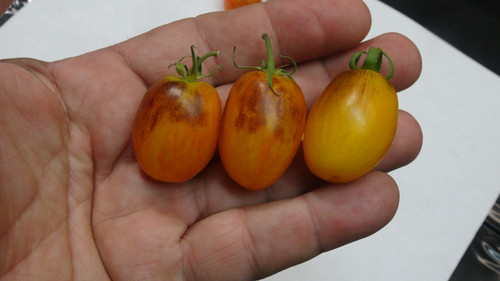 Golden Hour Micro Dwarf Tomato | hrseeds
