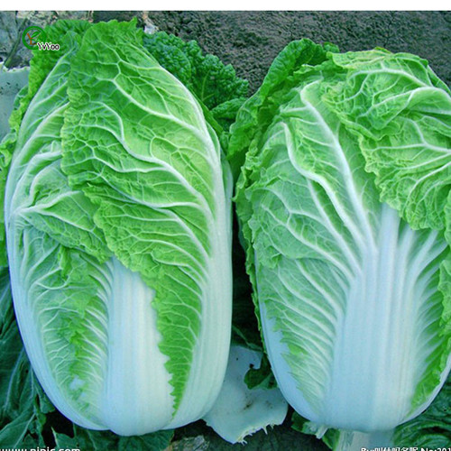 Michihili cabbage | HRSeeds