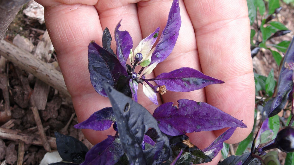 Purple Flash Ornamental Pepper | hrseeds