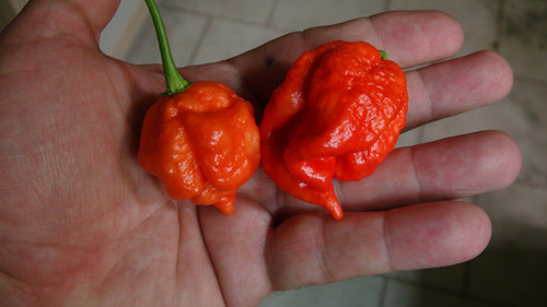Hydra Pepper | HRSeeds