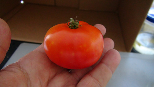 Basileus Tomato | hrseeds