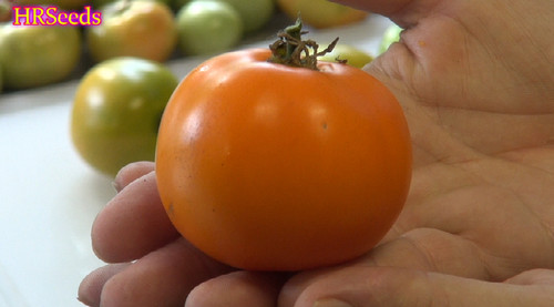 Valencia Tomato | hrseeds