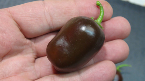Brown Egg Pepper | hrseeds