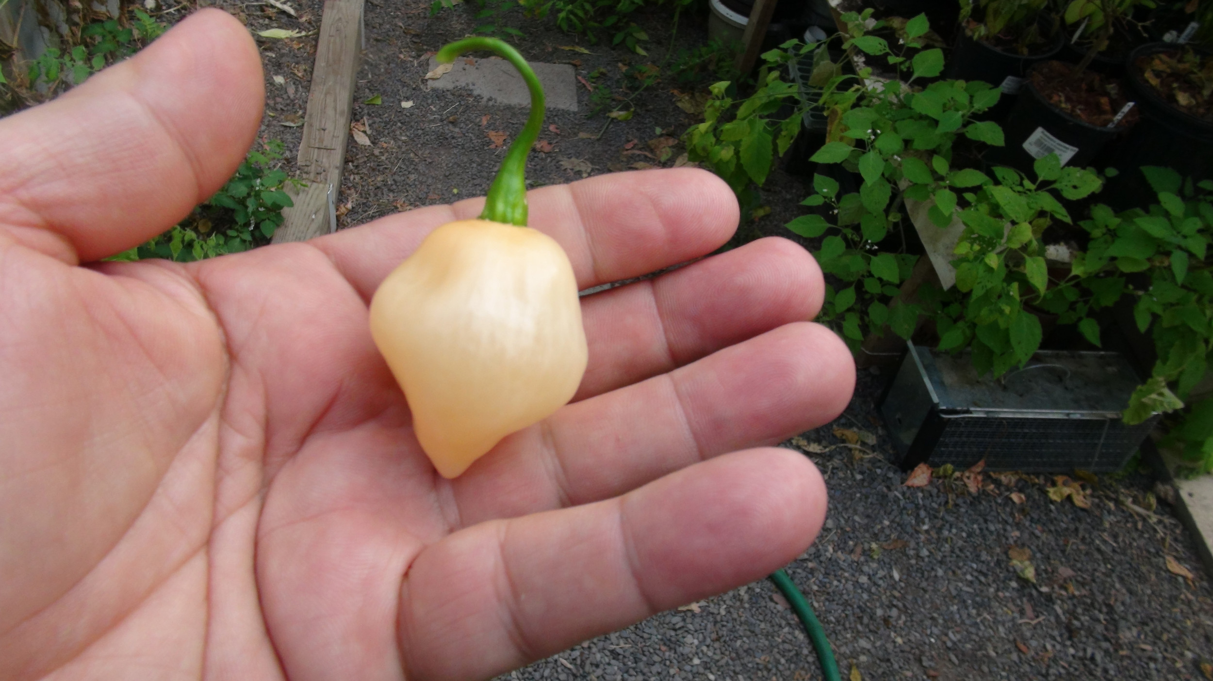 7 Pot Peach Pepper | HRSeeds