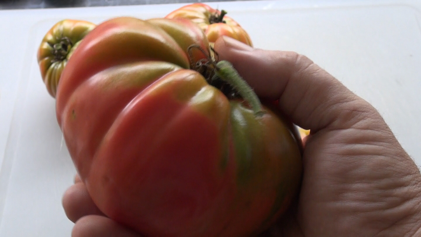 Russian Rose Tomato | HRSeeds