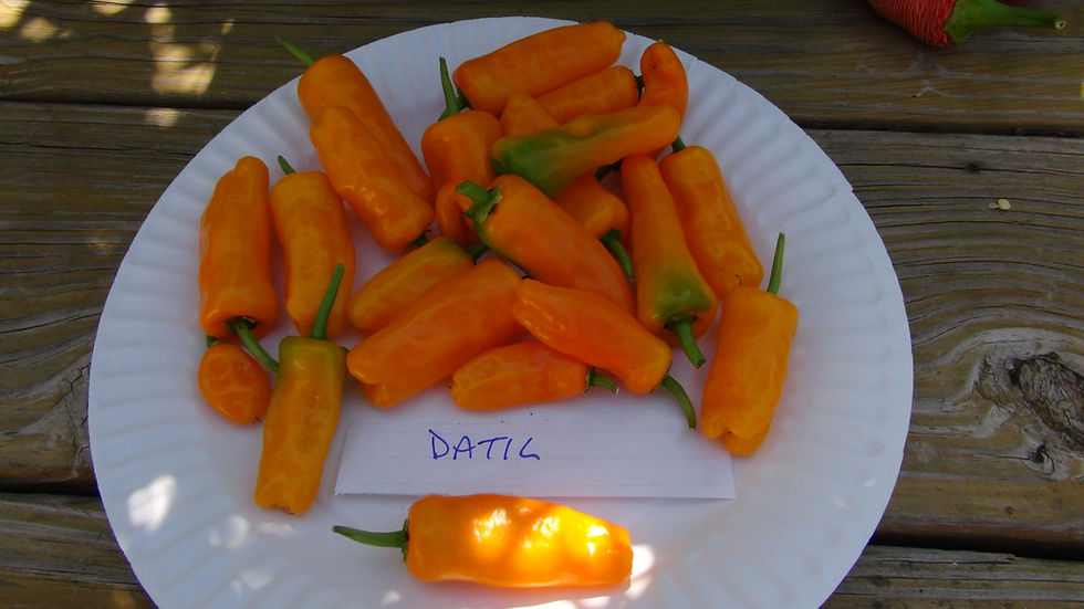 Datil Pepper | hrseeds