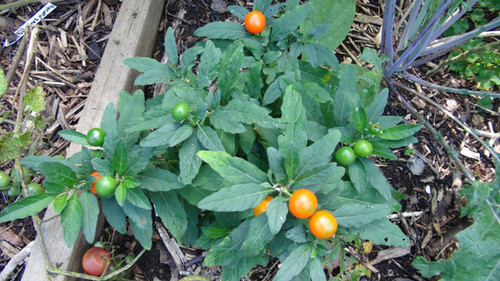 Jerusalem cherry, Solanum pseudocapsicum | hrseeds