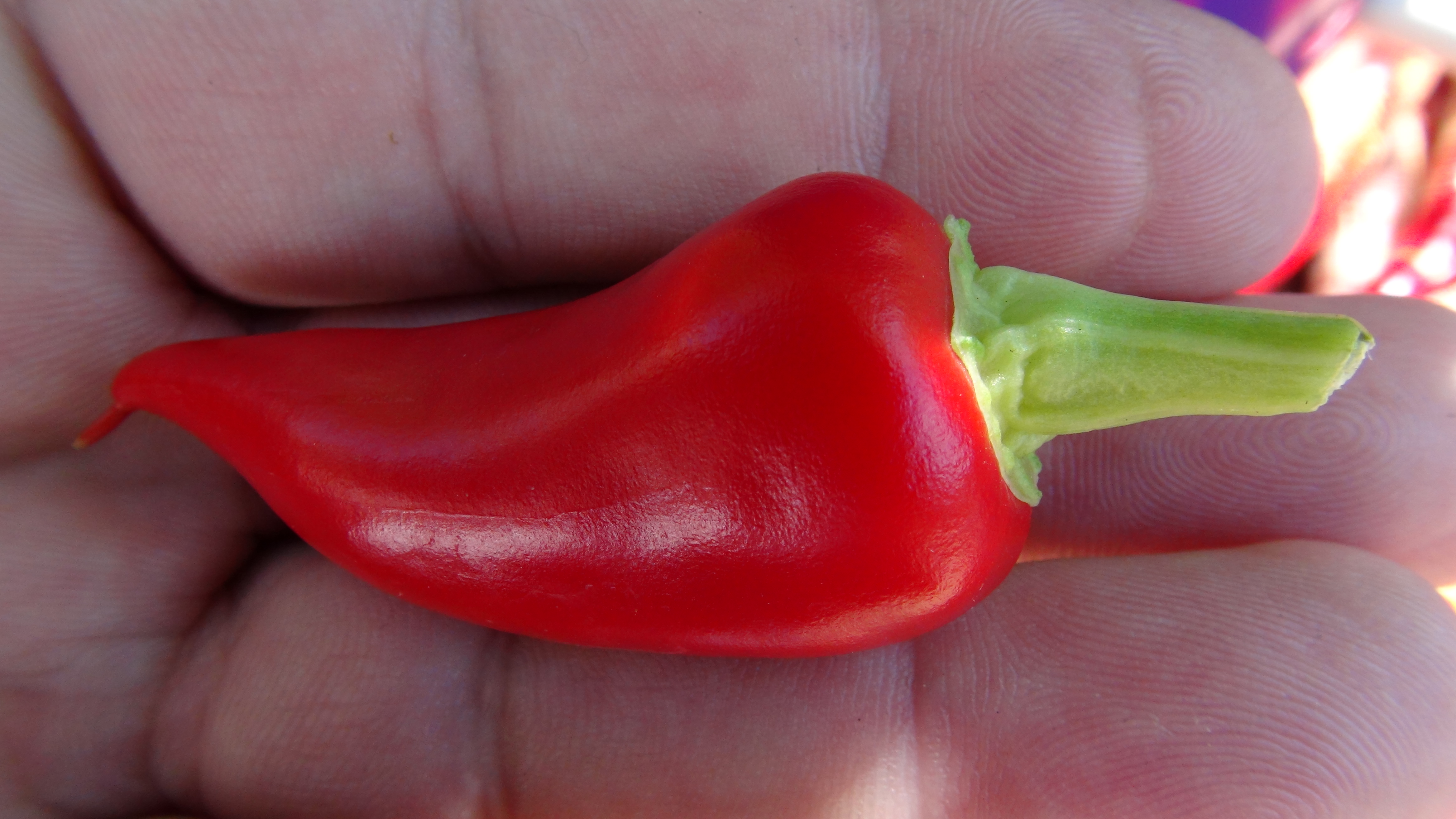 Rosemary Pepper | HRSeeds.com