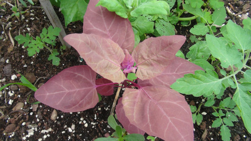 Red Orach | HRSeeds