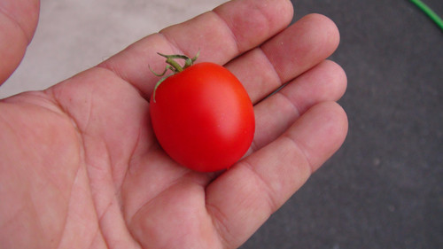Marz Pulcent Tomato | hrseeds