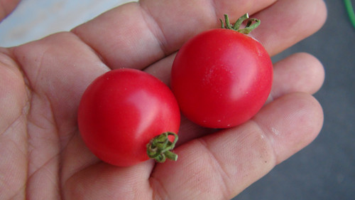 Whippersnapper Tomato | hrseeds