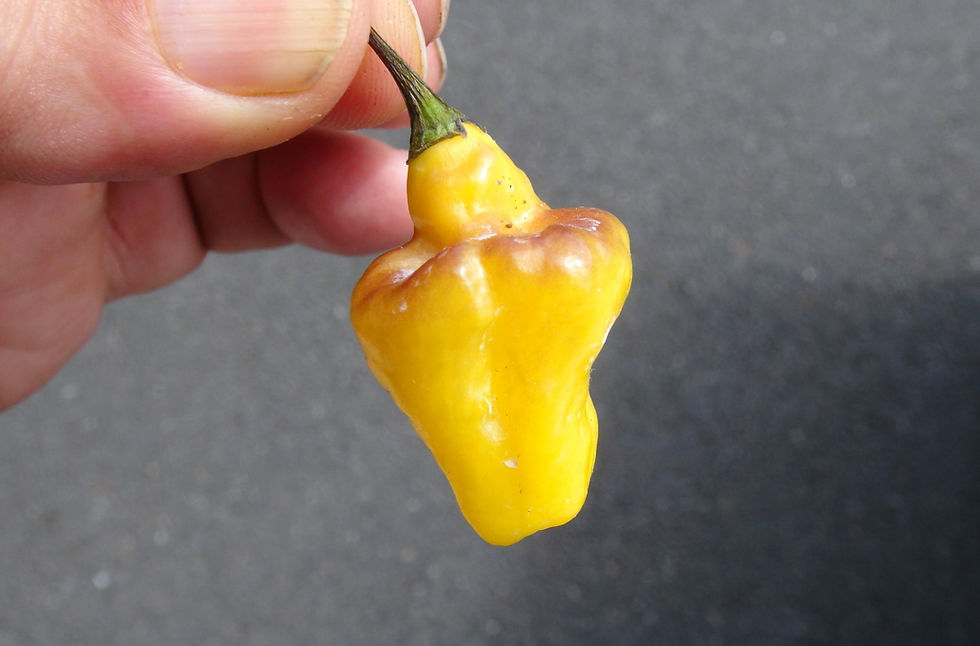 Puerto Rican Yellow Pepper | hrseeds