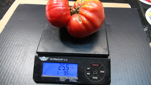 Big Zac Tomato | HRSeeds