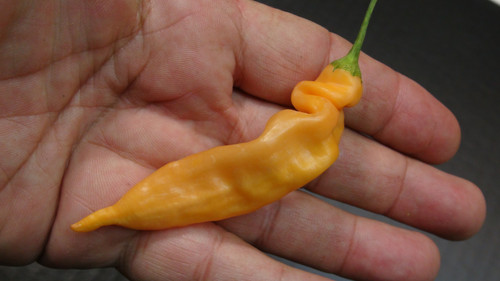 Aji Mango Pepper | hrseeds