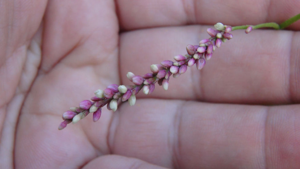 Water Pepper, Persicaria hydropiper | hrseeds