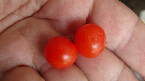 Solanum Arcanum Red Tomato | HRSeeds